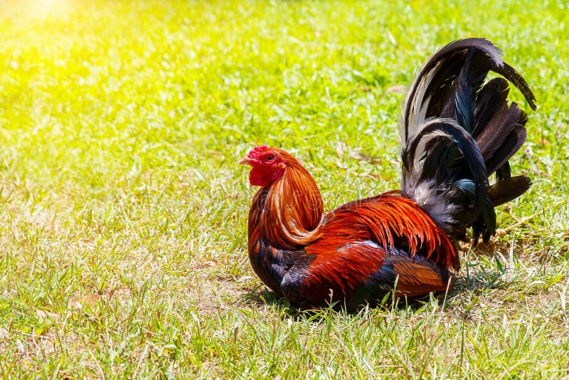 Het Chinese Nieuwe Jaar Van 2017 Van De Haan/de Haan Vieringsbackgro ...