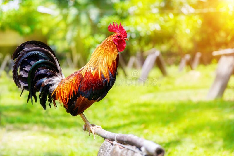Het Chinese Nieuwe Jaar Van 2017 Van De Haan/de Haan Vieringsbackgro ...