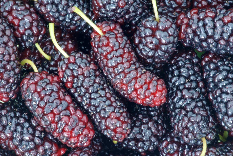 De Vruchten Van De Moerbeiboom Stock Foto - Image of rood, voedsel ...