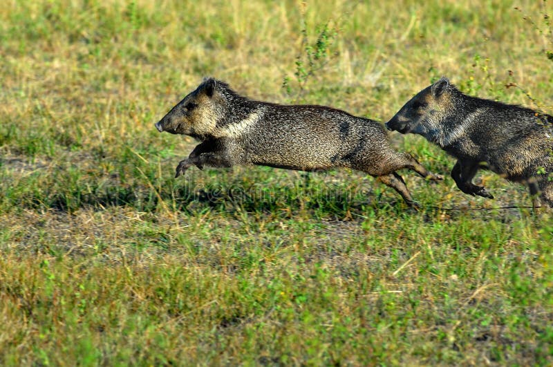 Het Collared Pekari Springen Stock Afbeelding - Image of brazilië ...