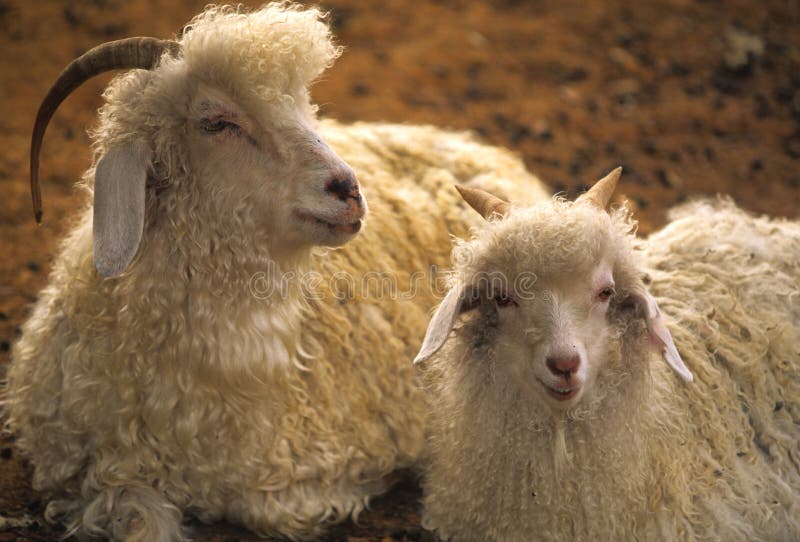 Een Pluizig Paar Van Een Ooi En Een Ram Stock Foto - Image of schapen ...