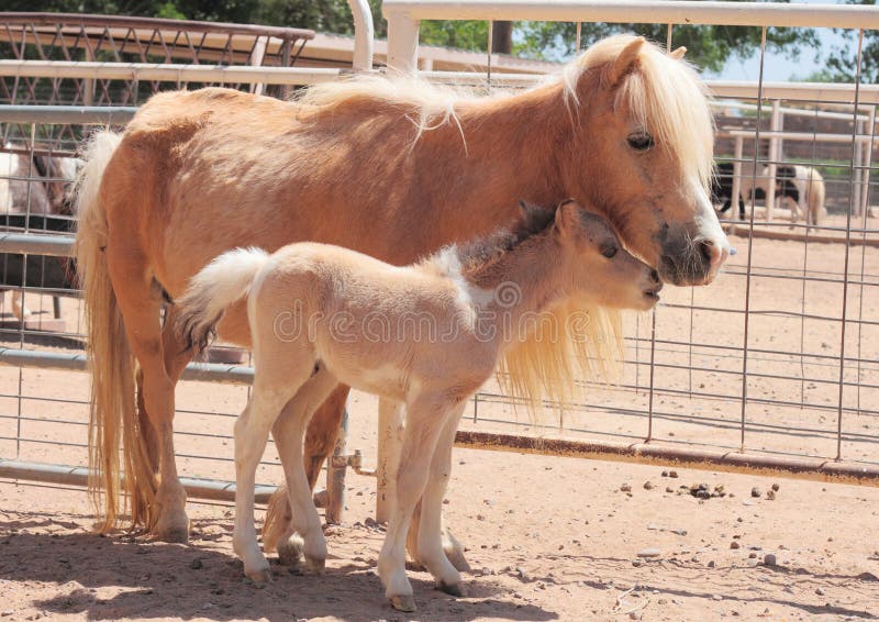 Miniatuurpaarden Merrie En Veulen Stock Afbeelding - Image of koraal ...