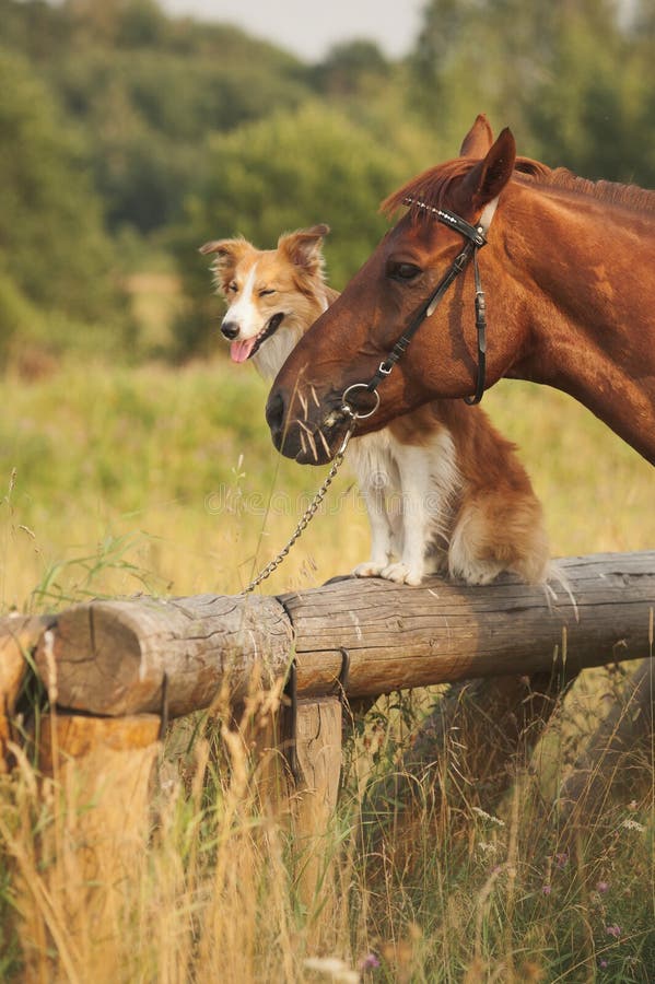 Het De Rode Hond En Paard Van Border Collie Stock Foto - Image of vrij ...