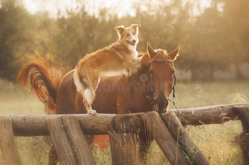 Het De Rode Hond En Paard Van Border Collie Stock Foto - Image of vrij ...