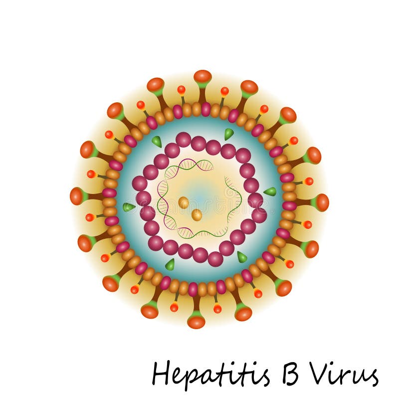 Het Virus Van De Hepatitis B Vector Illustratie - Illustration of kern ...