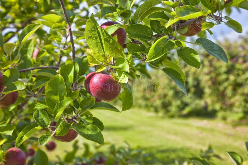 Rode appelboomgaard stock afbeelding. Image of vakantie - 16326457