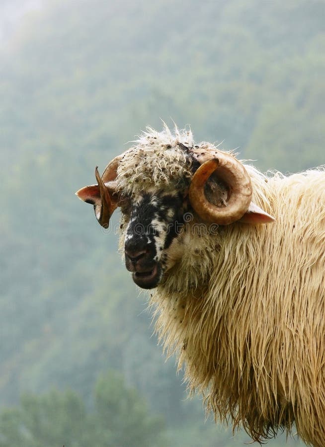 Het detail van de ram stock foto. Image of dier, berg - 21235216