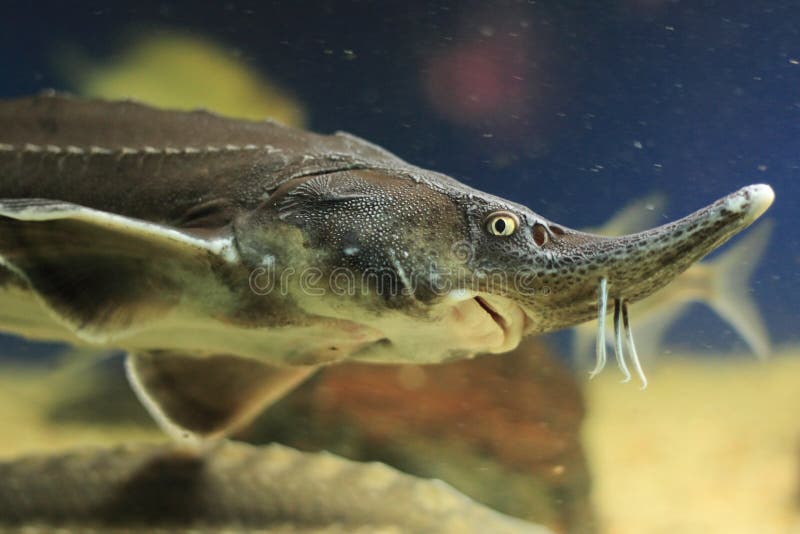 Europese Van Overzeese Sturio Steuracipenser Stock Foto - Image of ...