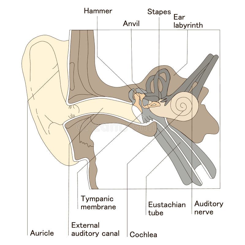 Anatomie Van Het Menselijke Oor Vector Illustratie - Illustration of ...