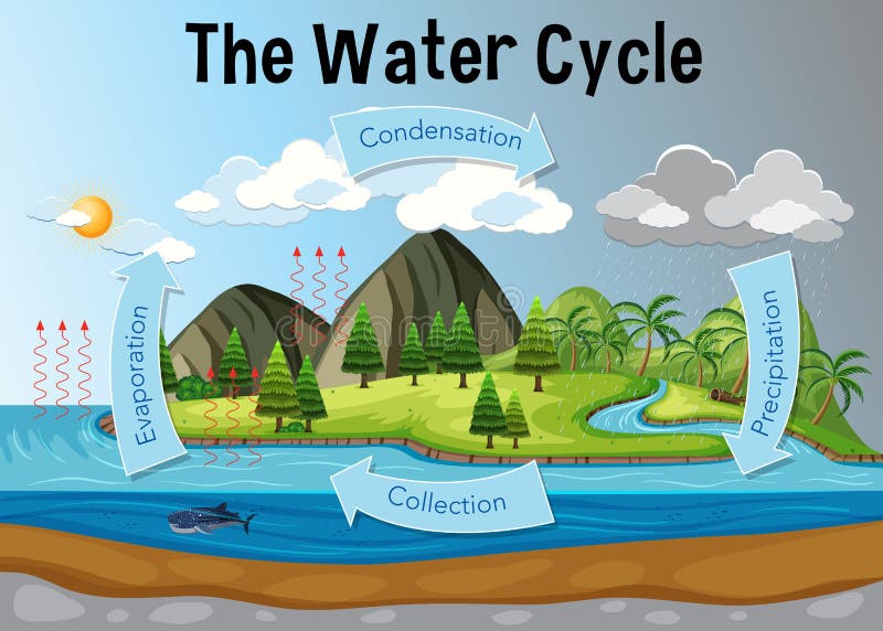 Het Diagram Van De Watercyclus Vector Illustratie - Illustratie ...