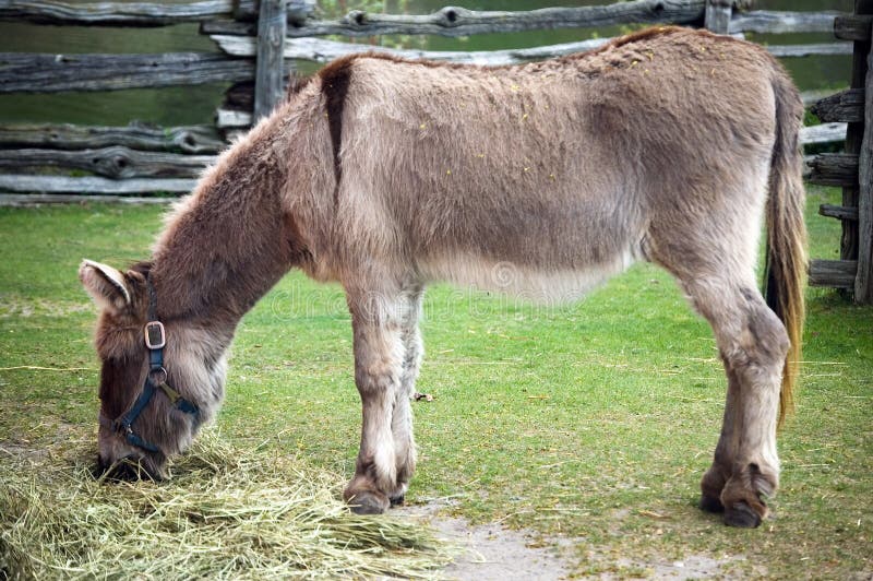 Het dier van de ezel stock afbeelding. Image of zoogdier - 14248377