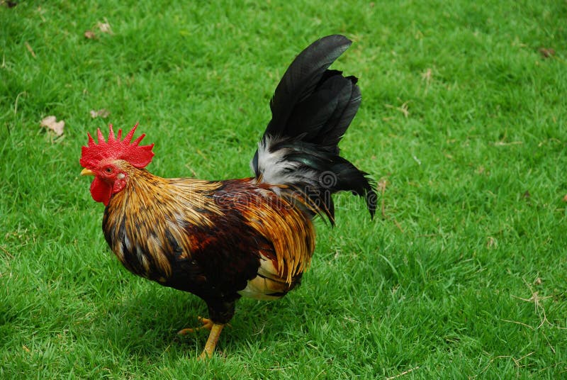 Wilde Kip op Kauai stock afbeelding. Image of toerisme - 23295879