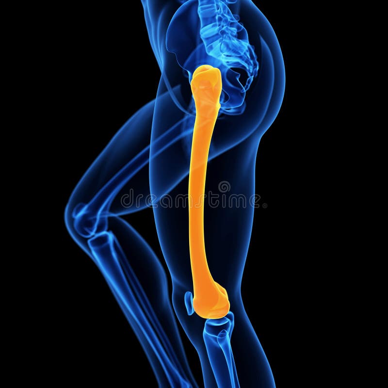 Het dijbeen stock illustratie. Illustration of biologie - 45382239