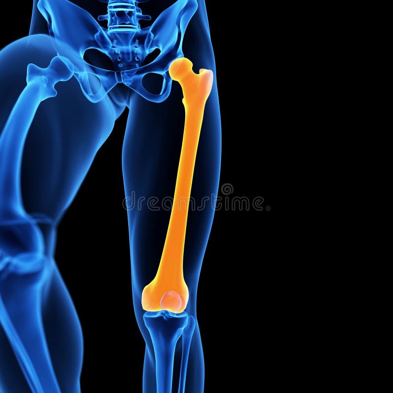 Het dijbeen stock illustratie. Illustration of biologie - 45382239