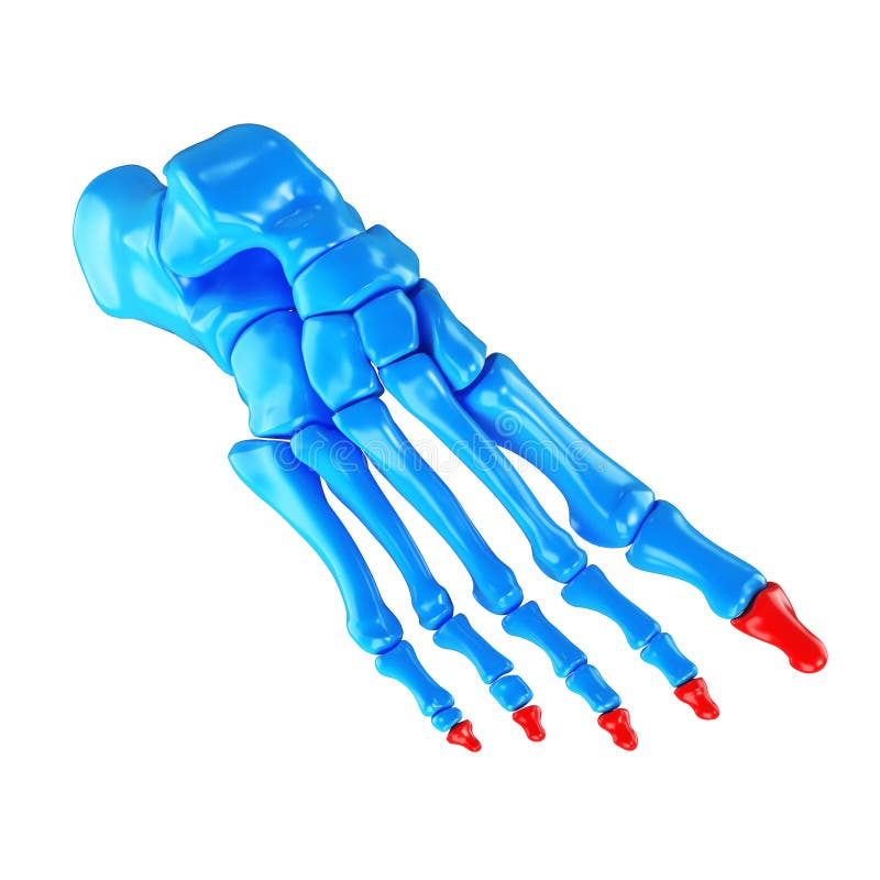Het distale falanx stock illustratie. Illustration of skelet - 101265769