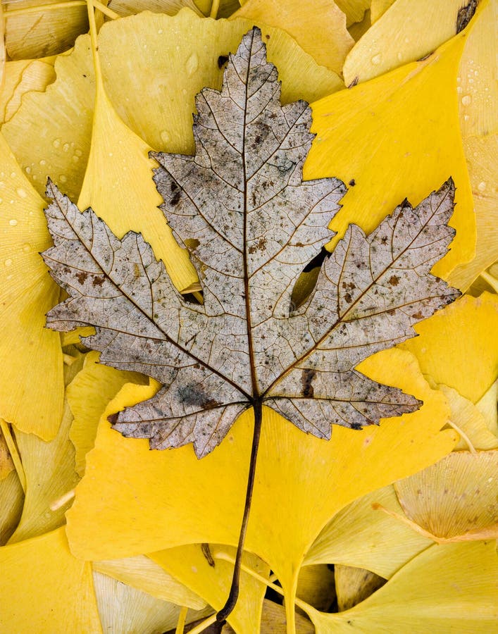 Het Dode Blad Van De Populierboom Stock Afbeelding - Image of ader ...