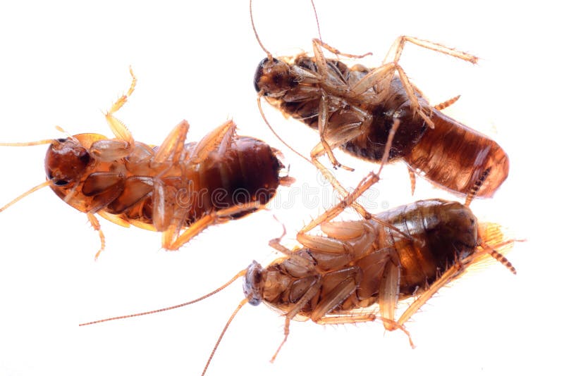 Dood insect stock foto. Image of insect, vingers, dood - 117274694