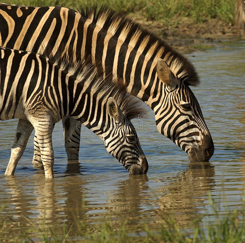 Het drinken Zebras stock afbeelding. Image of strook - 13565331