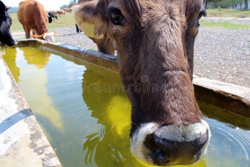 Koe die water drinkt stock afbeelding. Image of eten - 42717941