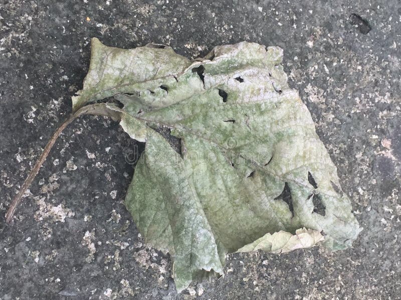 Het Droge Blad, Dood Blad, Ziekteblad, Verwelkt Stock Afbeelding ...