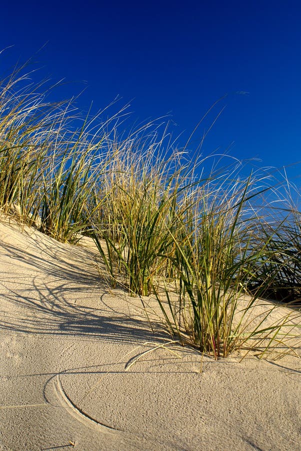 Europees Helmgras, Ammophila-arenaria Het Groeien in Zand Op Een Strand ...