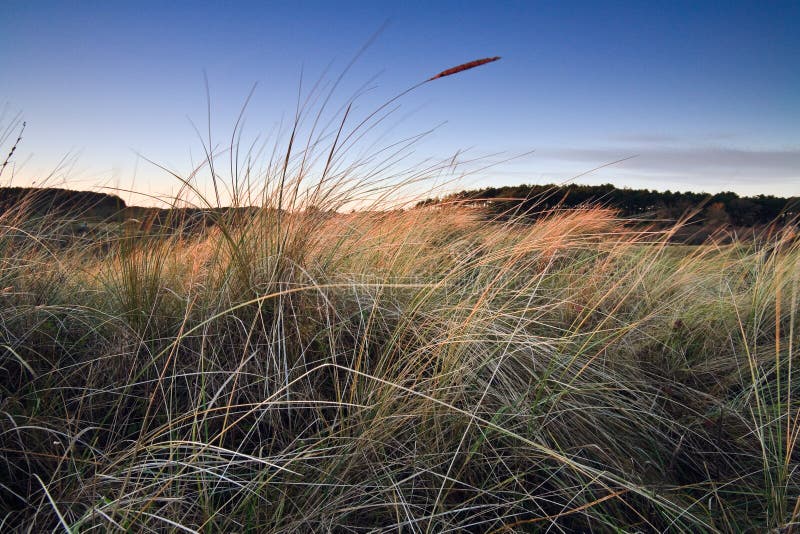 Duingras Stockfoto's - Download 626 Royalty Free Photos