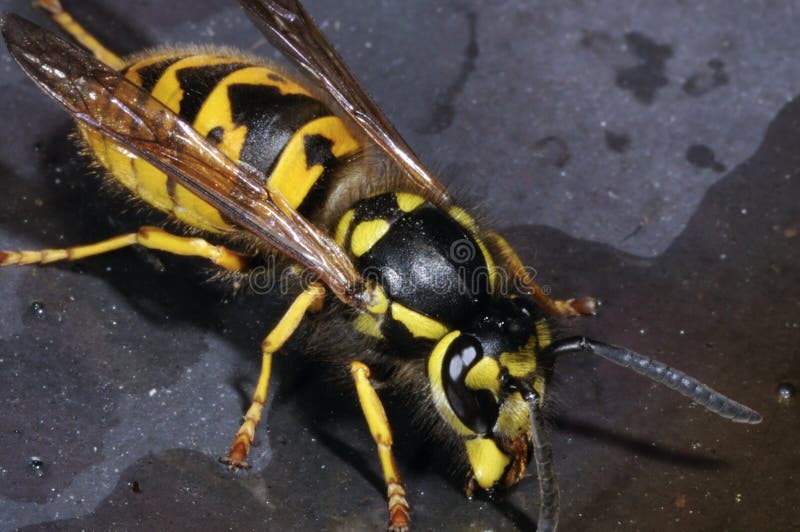 Duitse Wesp Vespula Germanica Op Honingraten Stock Foto - Image of ...