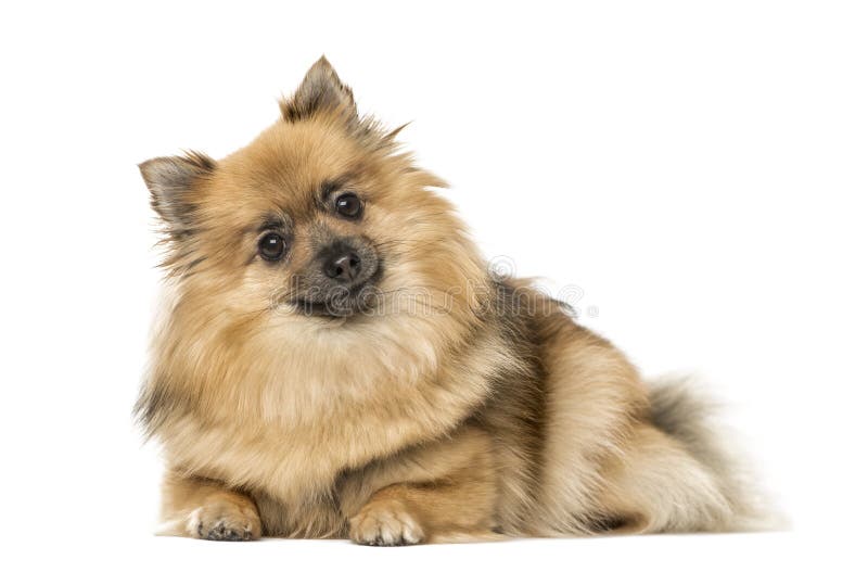 Het Duitse Spitz Puppy Liggen, Die De Camera, 8 Weken Bekijken Oud ...