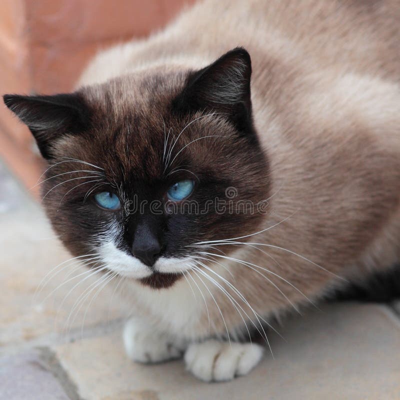 Grappige, scheve kat stock afbeelding. Image of leuk - 63336095