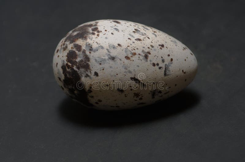 Ganse nest stock afbeelding. Image of canada, eierschaal - 13992507