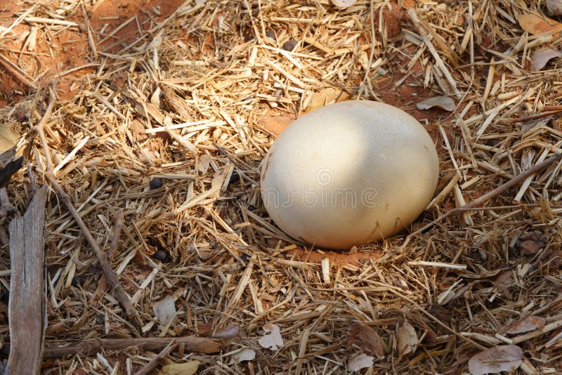 Het ei van de struisvogel stock afbeelding. Image of landbouwer - 4781983