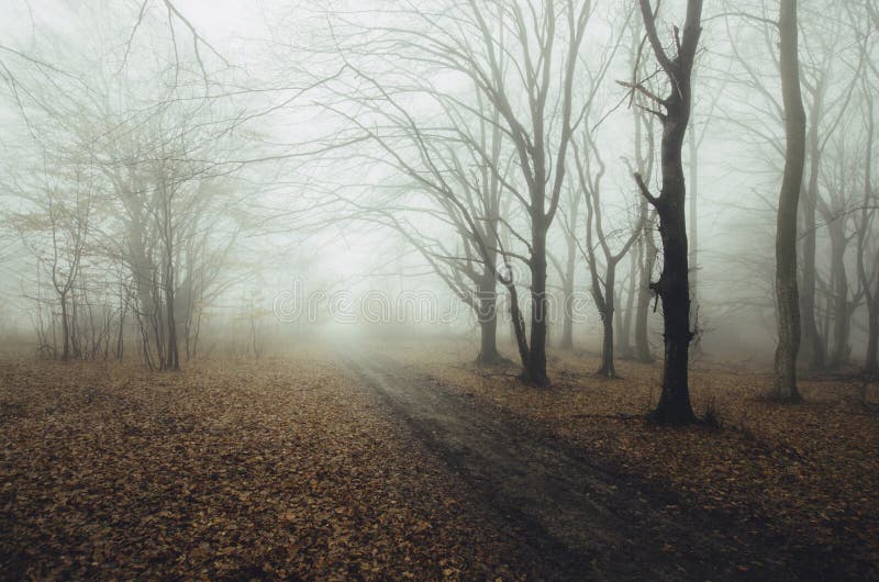 Het Enge Bos Van De Wegtrog Met Mist in De Herfst Stock Afbeelding ...