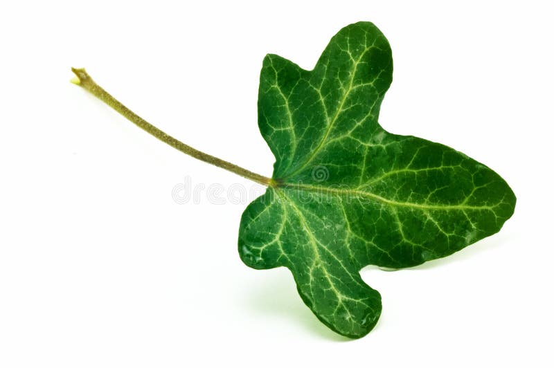 Blad van de klimop stock afbeelding. Image of groen, installatie - 7761303
