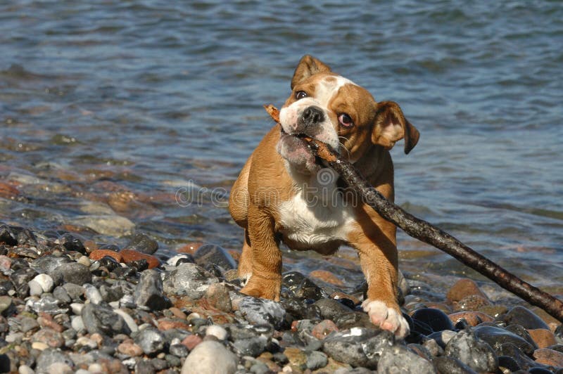 Het Engelse Het Puppy Van De Buldog Spelen Op Het Strand Stock ...