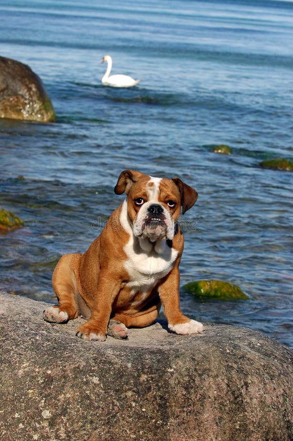 Engelse Bulldog Pup Speelt Op Het Strand Stock Foto - Image of grappig ...