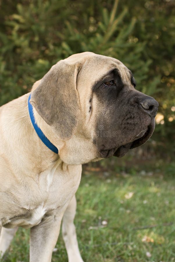 Engelse Mastiff stock foto. Image of engels, honds, pannen - 2158274