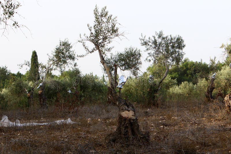 Het Enten Van Bomen in De Lente Het Tuinieren En Moestuin Selectieve ...
