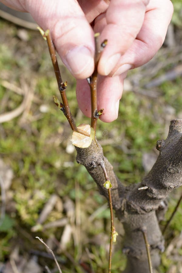 Enten van fruitbomen stock afbeelding. Image of cultiveer - 69059849