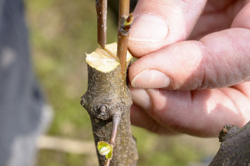 Enten van fruitbomen stock afbeelding. Image of cultiveer - 69059849