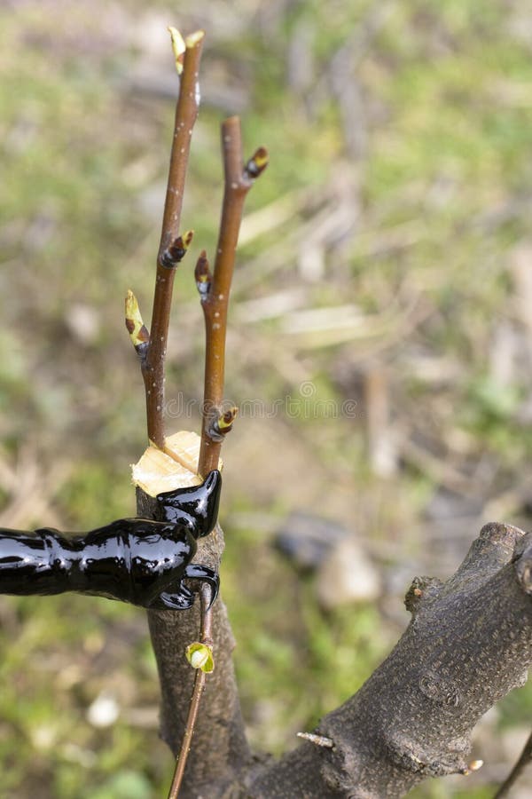 Het enten van fruitbomen stock foto. Image of landbouw - 69059912