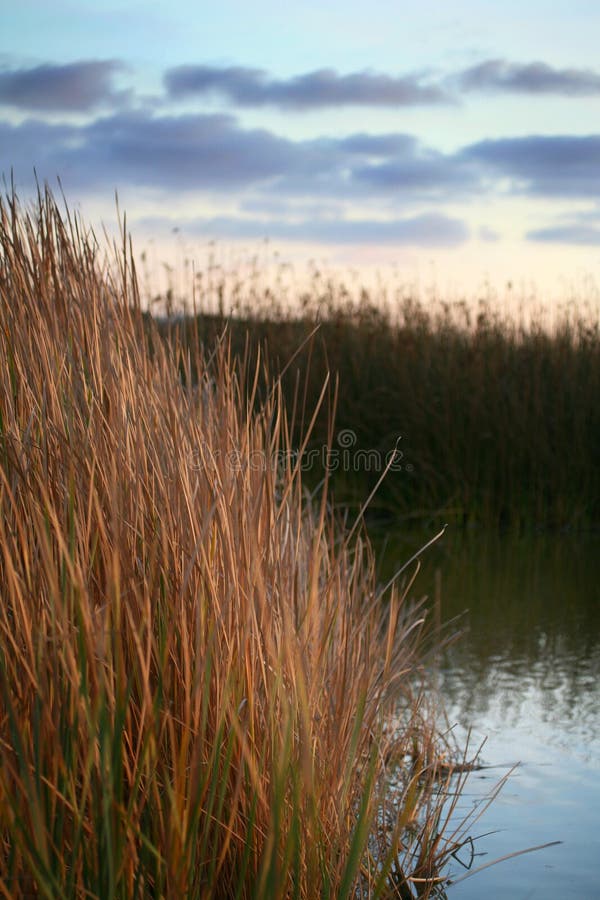 Het Estuarium van Tijuana stock foto. Image of rivier - 6005778