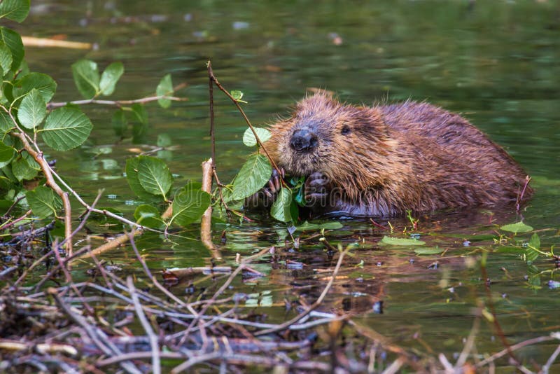 Het eten van Bever stock foto. Afbeelding bestaande uit eating - 3745834