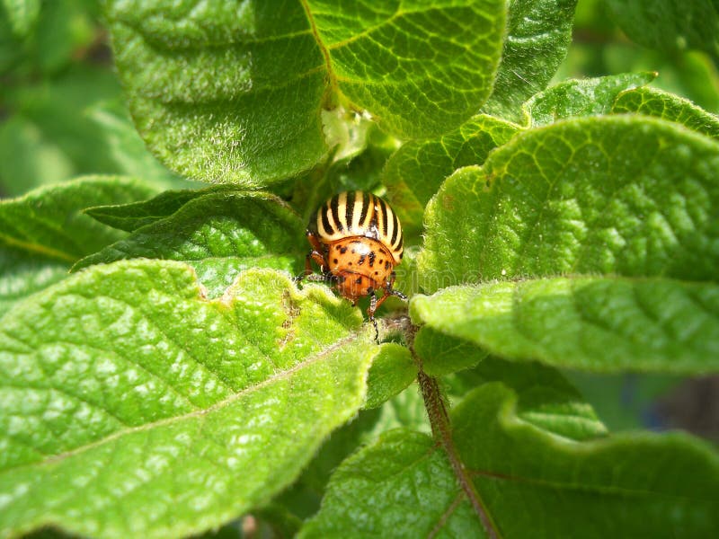 De Coloradokever Eet Groene Bladeren Van Aardappels Macro Van Het ...