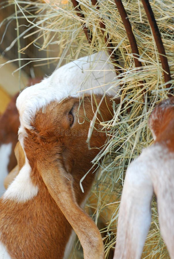Het Eten van de geit stock foto. Image of bruin, hooi - 3093854