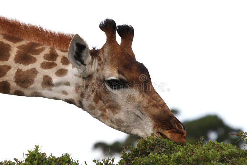 Het Eten van de giraf stock foto. Image of weid, één - 13477708