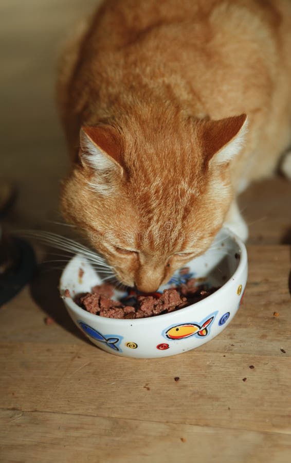 Het rode kat eten stock afbeelding. Image of gestreept - 11618841