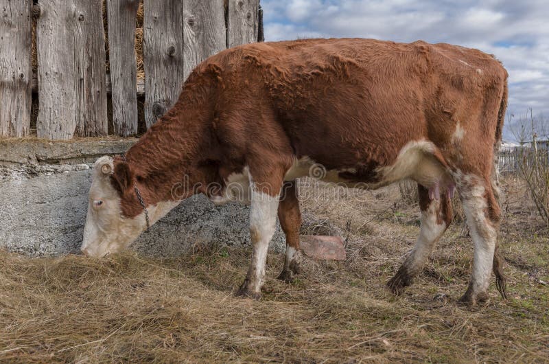 Koe` s hoef op stro stock afbeelding. Afbeelding bestaande uit ...