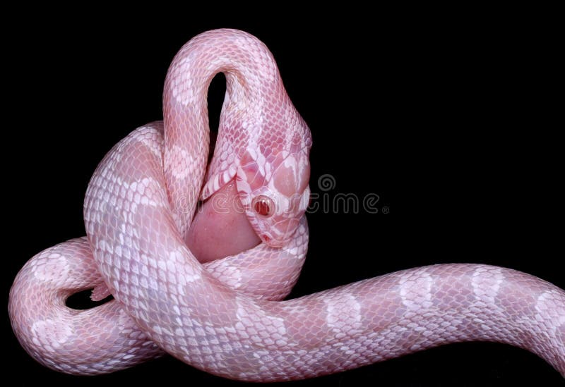 Maïsslang die eet stock afbeelding. Image of wild, muis - 21989039