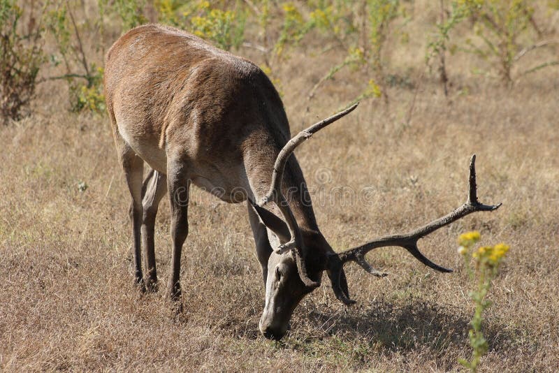 Het eten van herten stock afbeelding. Image of spanje - 19053587