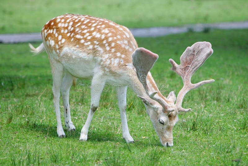 Herten in de stad stock foto. Image of bevallig, gras - 2120614